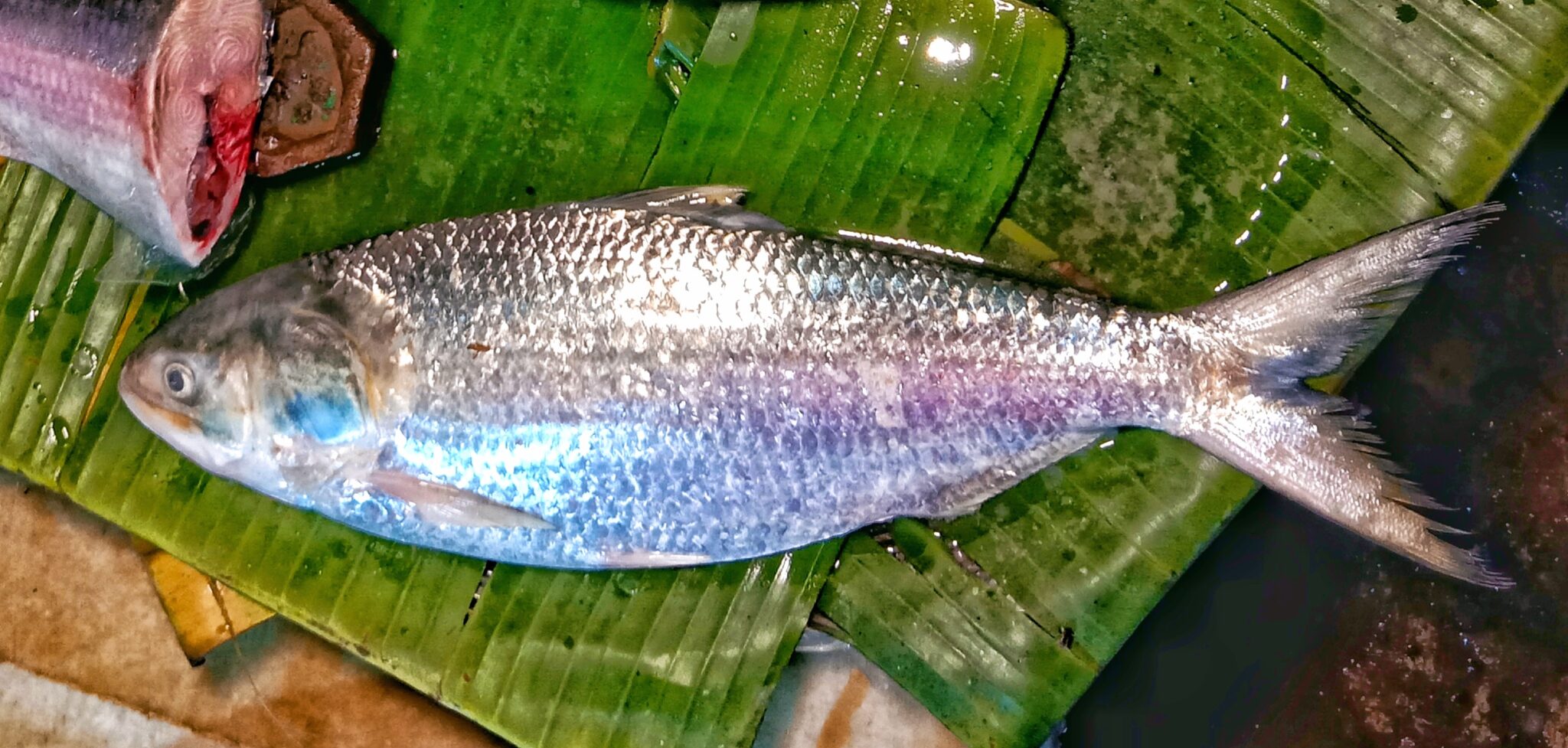 Hilsa Fish: Loved by Bengalis, & Here’s Why! - BARRA HUNTER