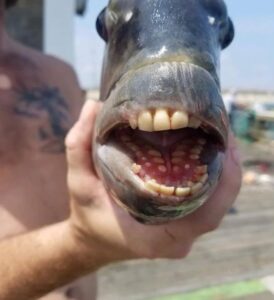 Travis Scott Fish: Very Popular Fish for memes, and Its Origins ...