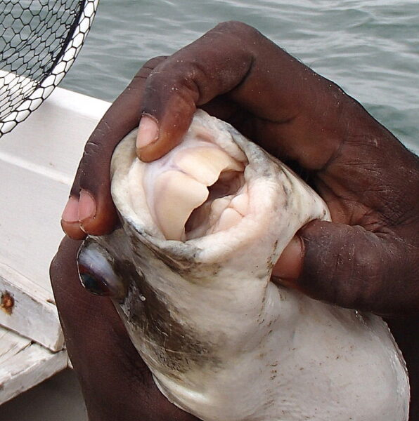 Top 10 Dangerous Fish with Big Teeth - BARRA HUNTER