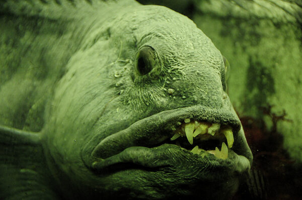 Top 10 Dangerous Fish with Big Teeth - BARRA HUNTER