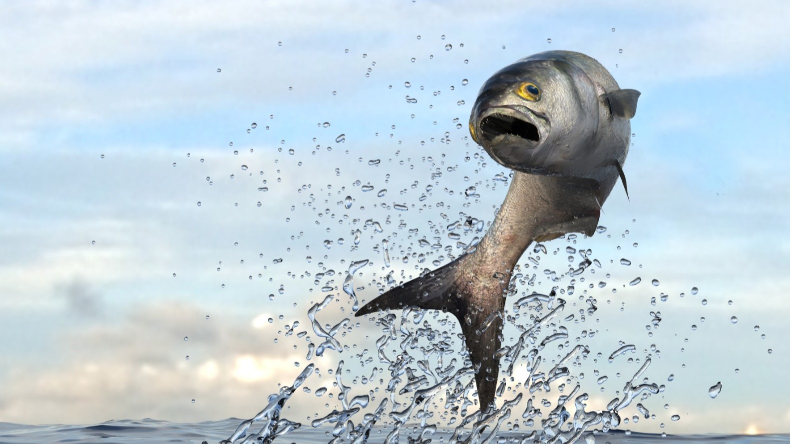 Top 10 Dangerous Fish with Big Teeth - BARRA HUNTER