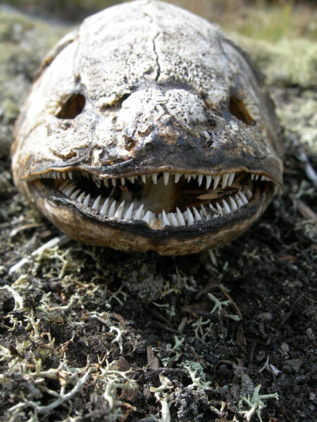 Top 10 Dangerous Fish with Big Teeth - BARRA HUNTER