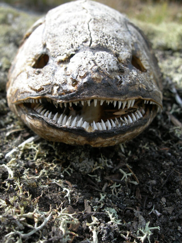 Top 10 Dangerous Fish with Big Teeth - BARRA HUNTER