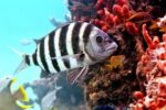 Sheepshead Fish: A Fish having Human like Teeth - BARRA HUNTER