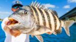 Sheepshead Fish: A Fish having Human like Teeth - BARRA HUNTER