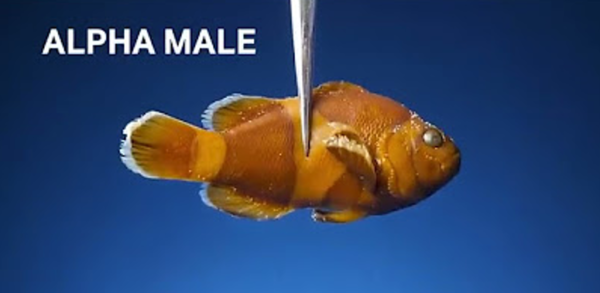 Male and Female Fish Differences: Key Differences Explained - BARRA HUNTER