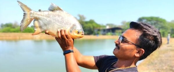 Roopchand Fish: Discover Its Benefits, Price, and More - BARRA HUNTER