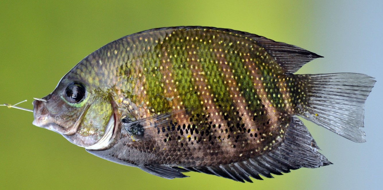 The Best Fishing Seasons: When and Where to Fish for Different Species ...