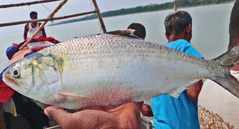 The Best Fishing Seasons: When and Where to Fish for Different Species ...
